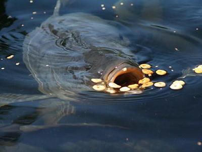 What Do Carp Eat? How & When To Catch More Carp