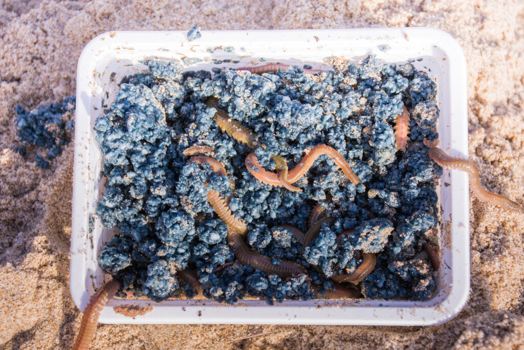 How To Grow Worms For Fishing Bait