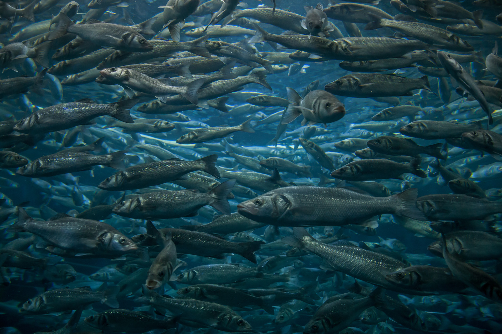 What Is Rip Rap Fishing? - Fishermen's Angle