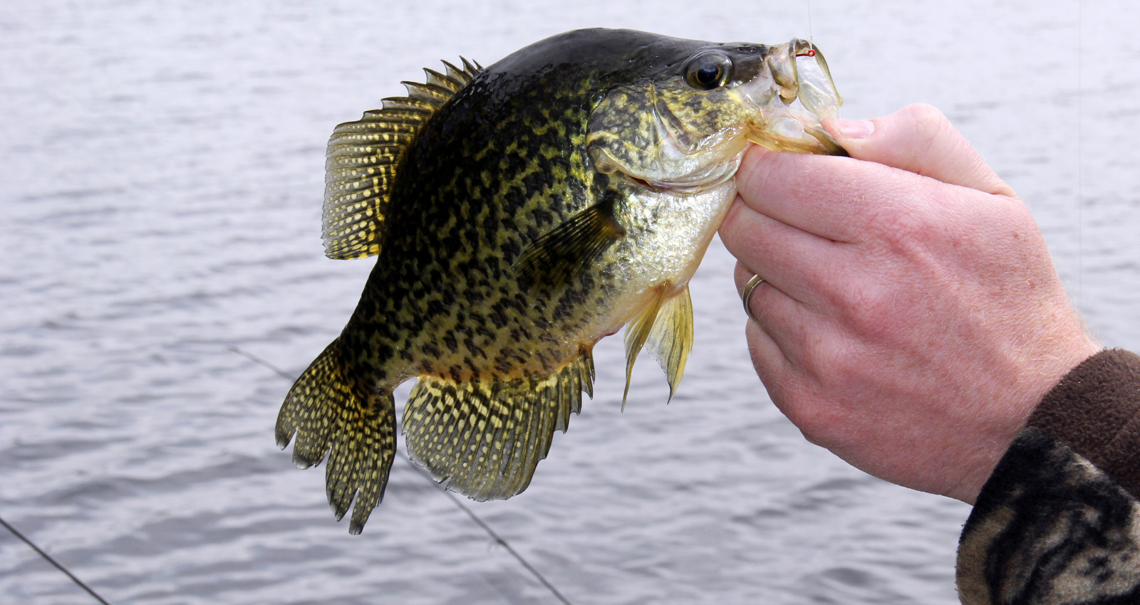 Summer Crappie Fishing Tips - Fishermen's Angle Summer Crappie Fishing Tips - Fishermen's Angle