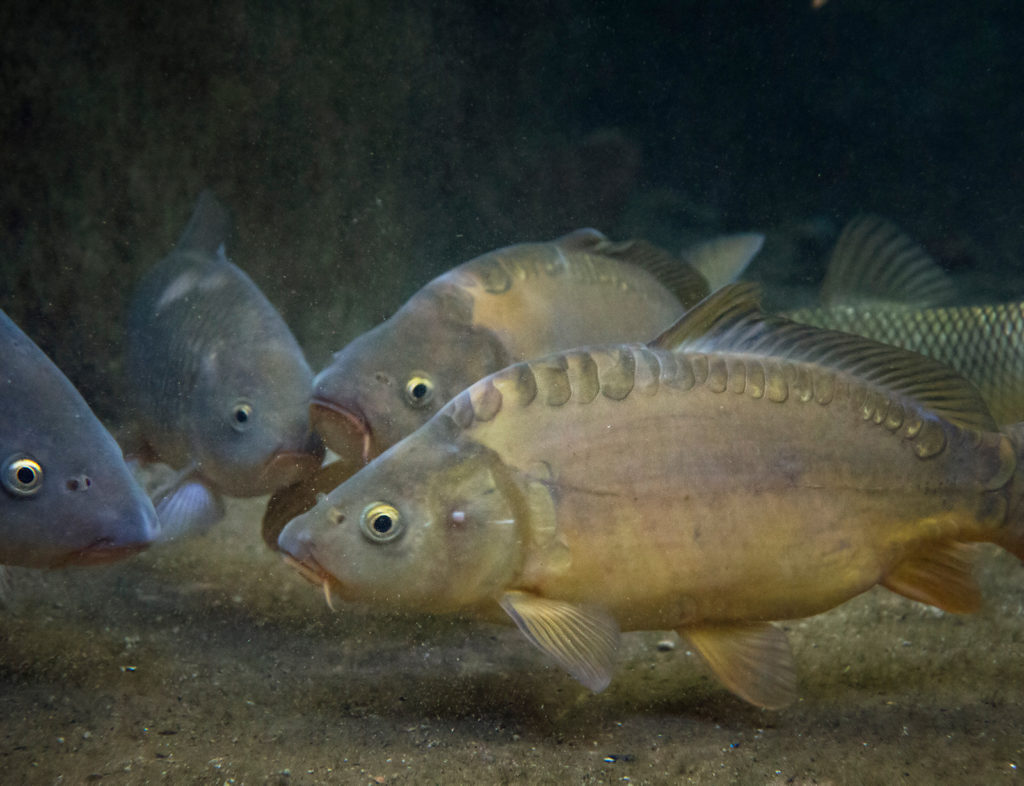 What Is A Mirror Carp? - Fishermen's Angle