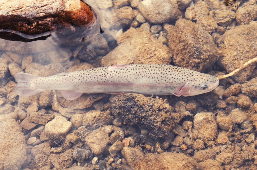 Weakfish Vs Speckled Trout: What's The Difference? - Fishermen's Angle