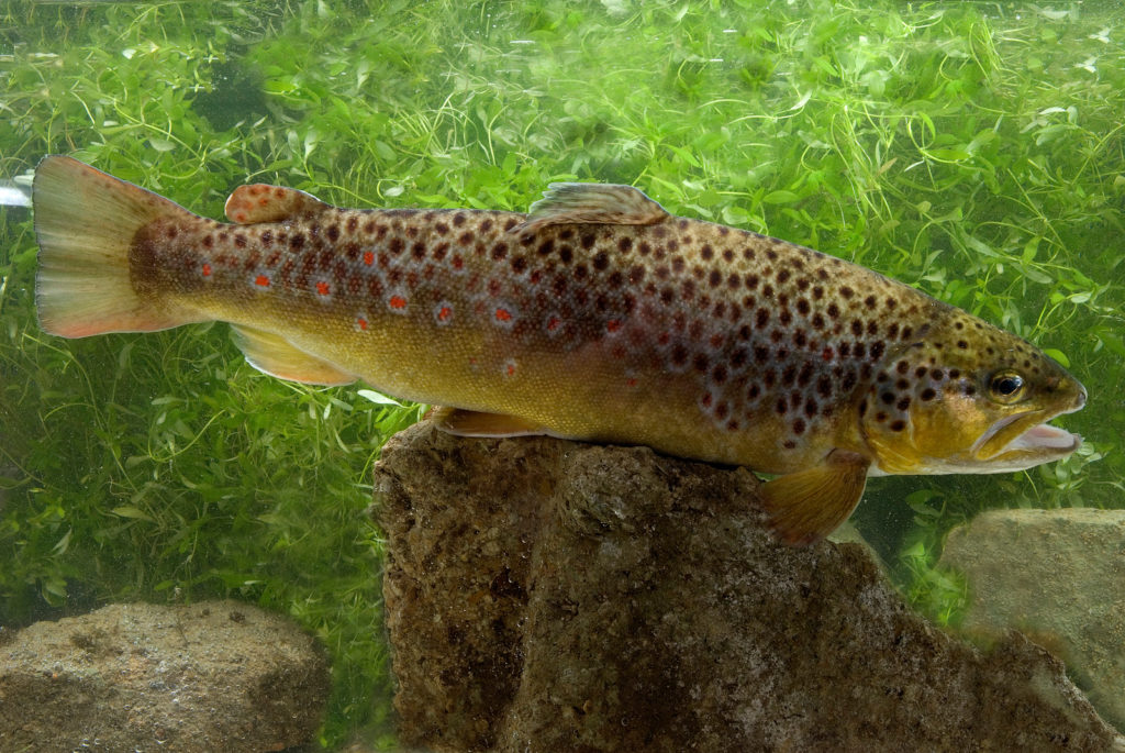 Weakfish Vs Speckled Trout: What's The Difference? - Fishermen's Angle